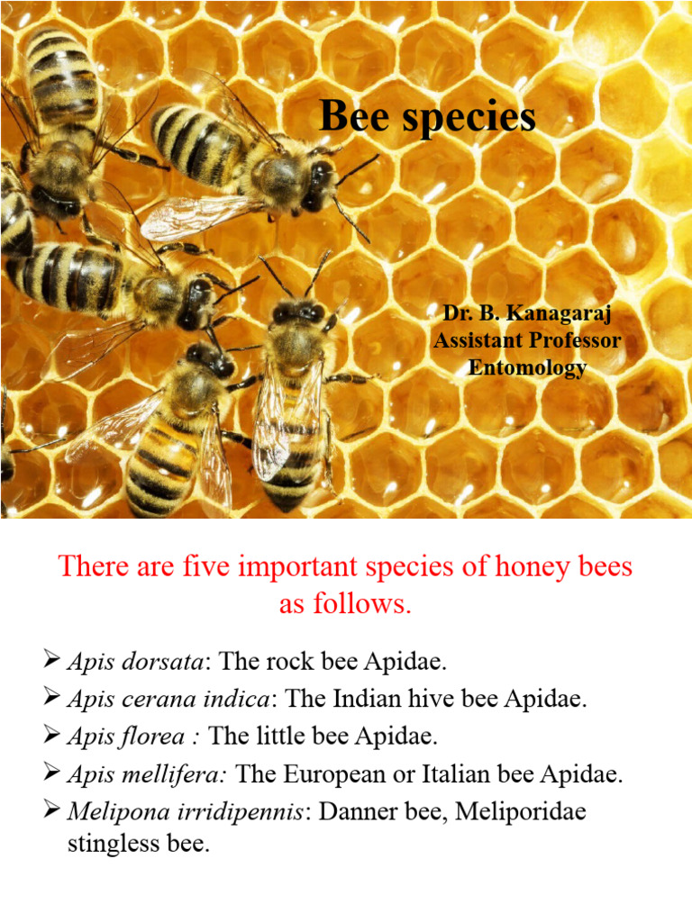 Bee Species | PDF | Honey Bee | Apocrita