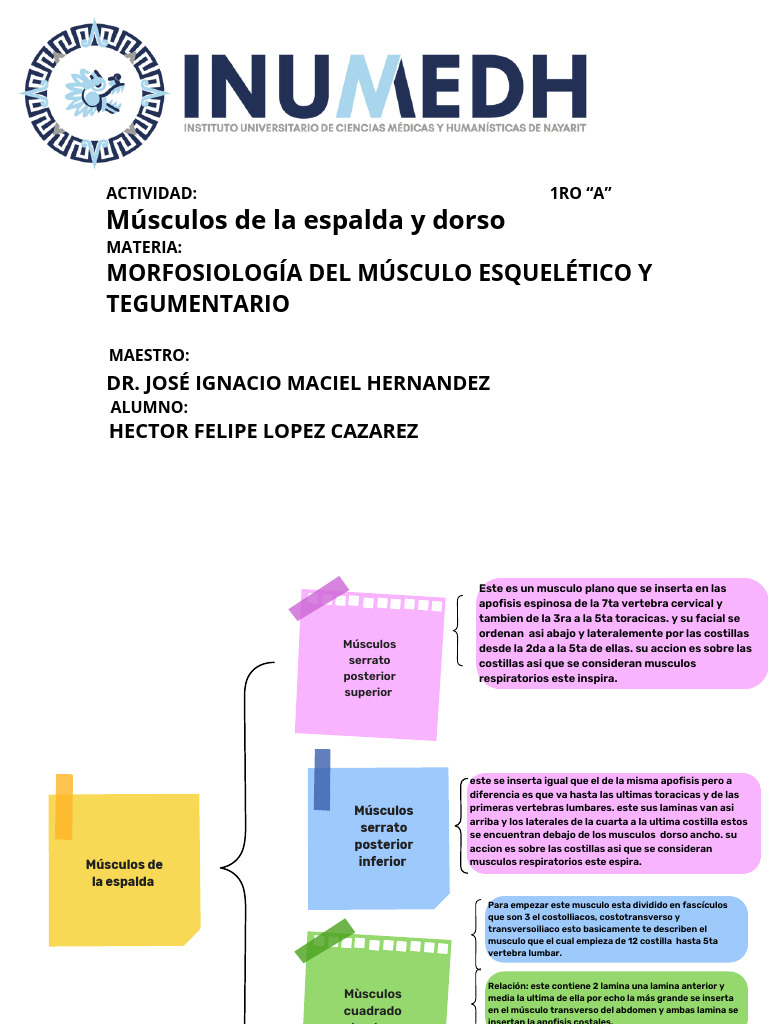 MORFO_3.3 | PDF | Anatomía humana | Sistema esquelético