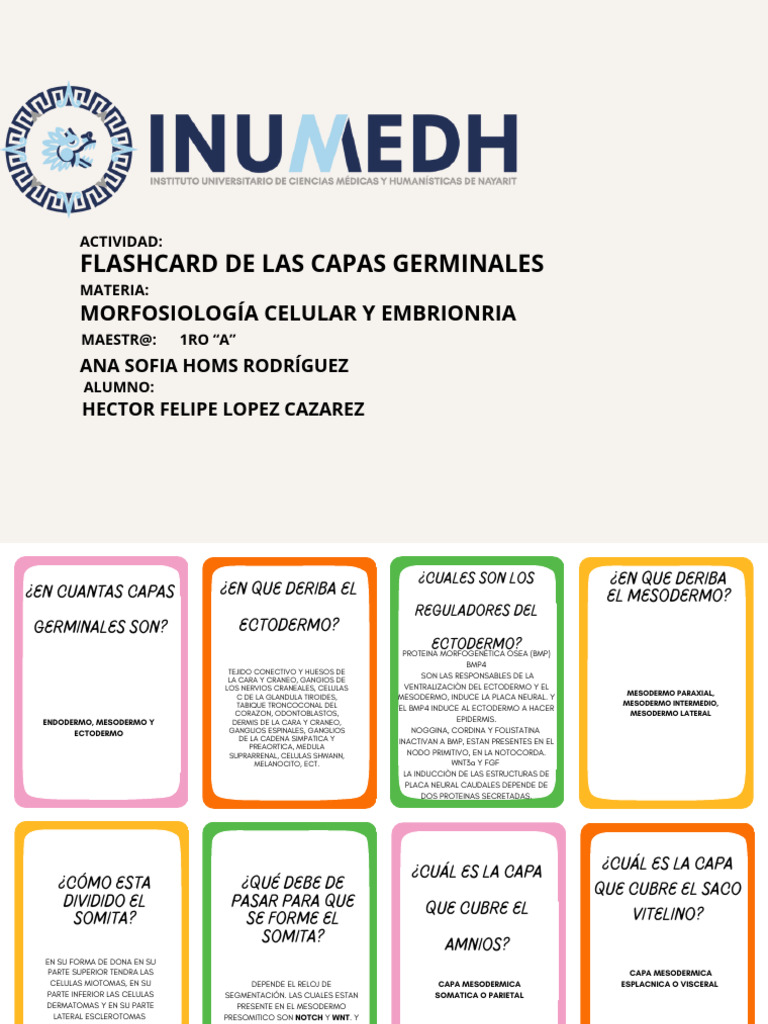 FICHAS_CAPAS_GERMINALES | PDF | Anatomía | Morfología (biología)