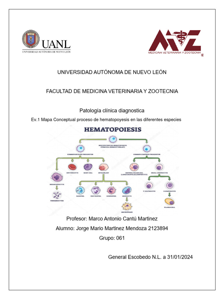 Ev.1 Mapa Conceptual | Descargar gratis PDF | Hematopoyesis | Hematología