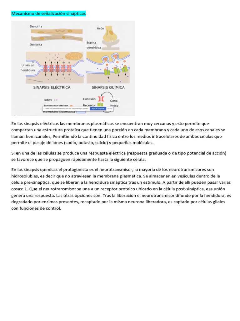 Mecanismo de señalización sinápticas | PDF | Sinapsis | Neurona