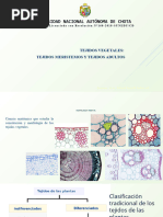 Meristemos Apicales: Estructura y Función | PDF