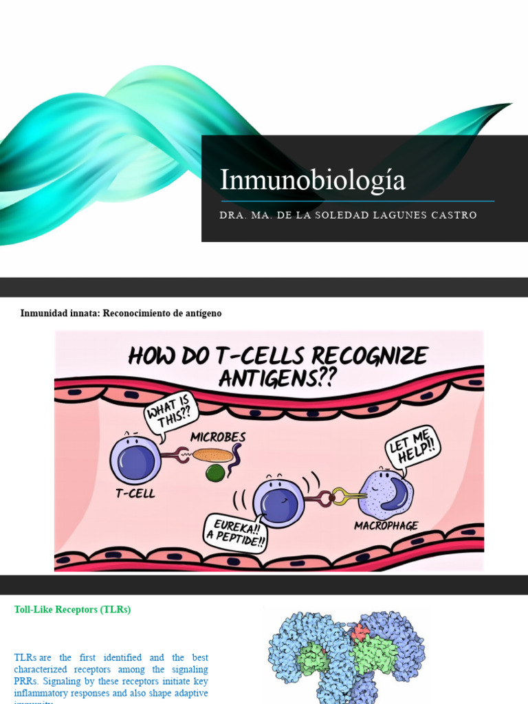 Inmunobiología | PDF | Toll Like Receptor | Interferon