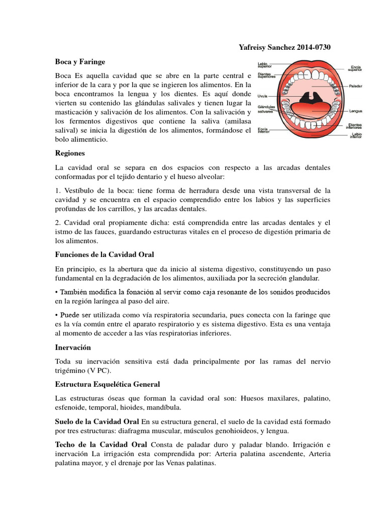 Anatomia y Fisiologia de Boca-Faringe | PDF | Esófago | Laringe