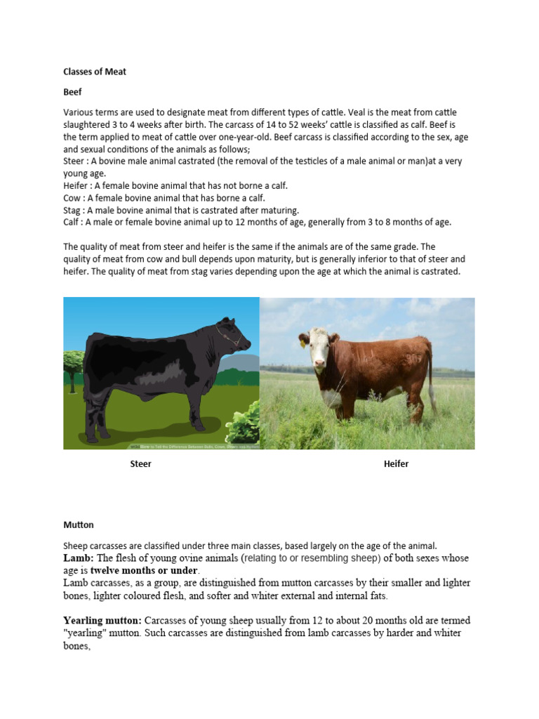 Classes of Meat | PDF | Lamb And Mutton | Cattle