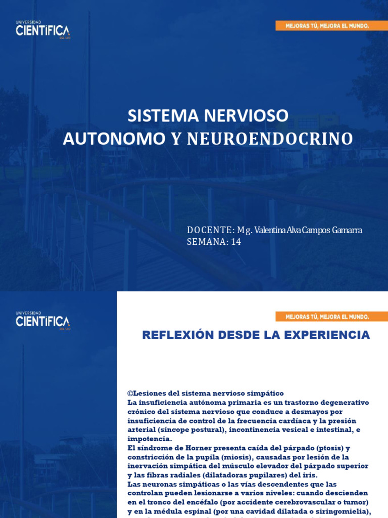 Semana 14 Morfo | PDF | Sistema endocrino | Hormona estimulante de la tiroides