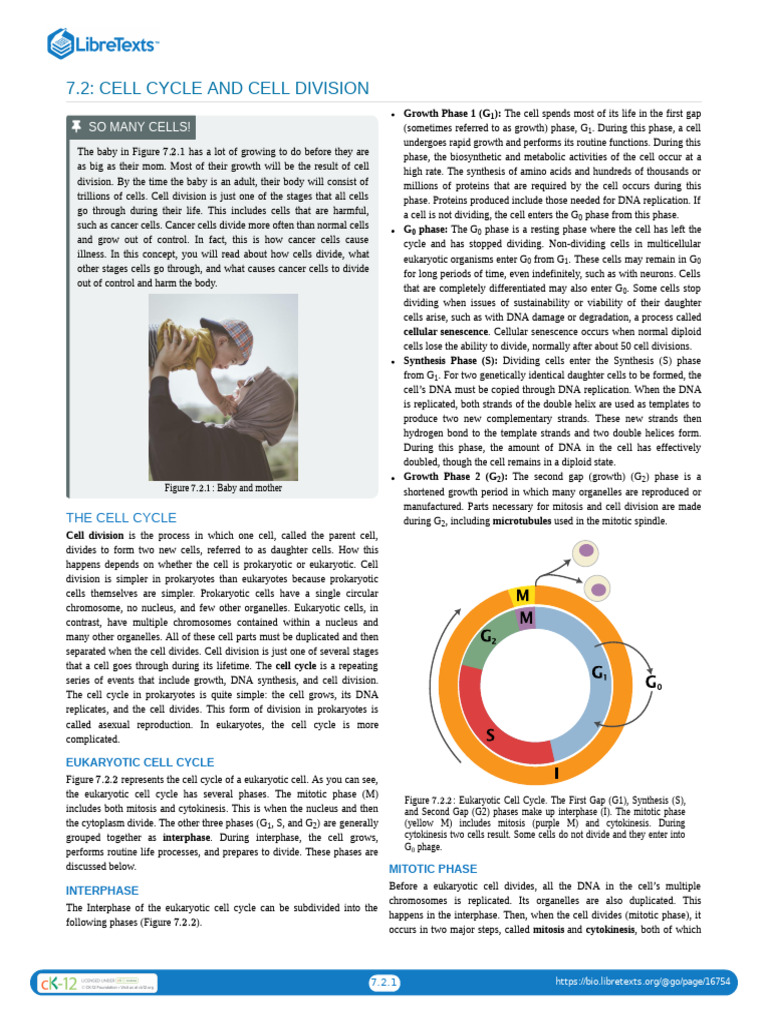 Control of The Cell Cycle | PDF | Mitosis | Cell Cycle
