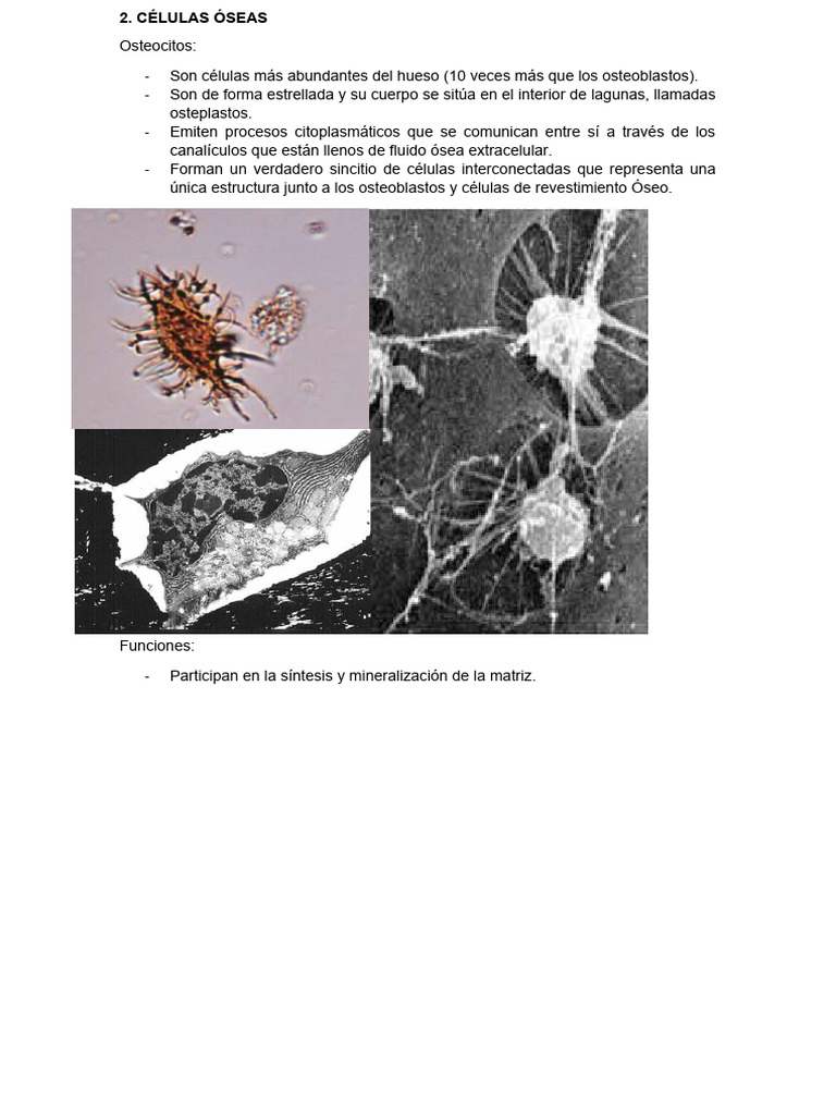 Celulas Oseas | PDF | Hueso | La matriz extracelular