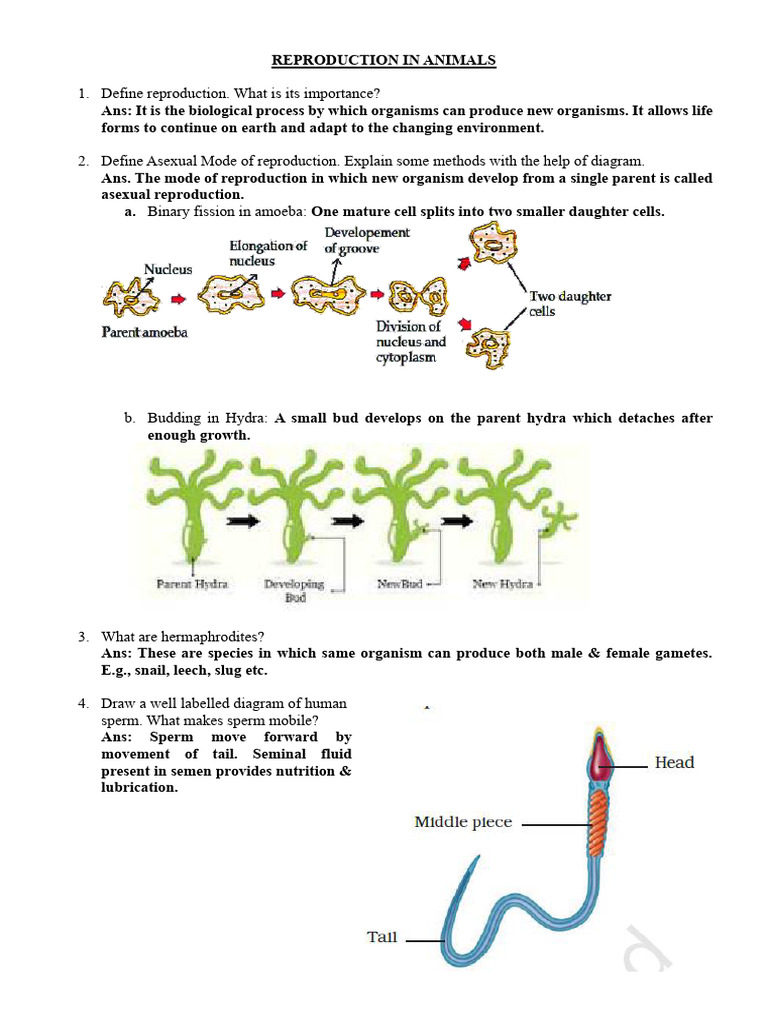 REPRODUCTION IN ANIMALS | PDF | Fertilisation | Sexual Reproduction