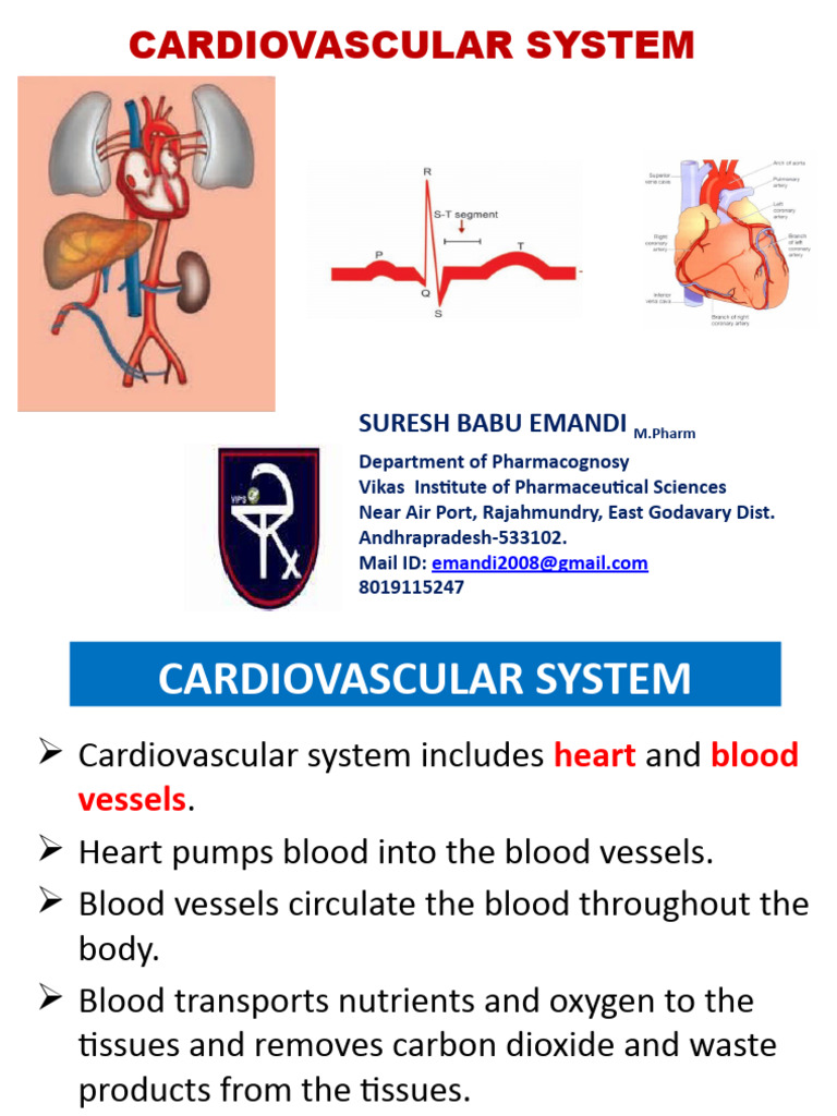 Cardiovascular System - Structure of Heart | PDF | Heart Valve | Heart