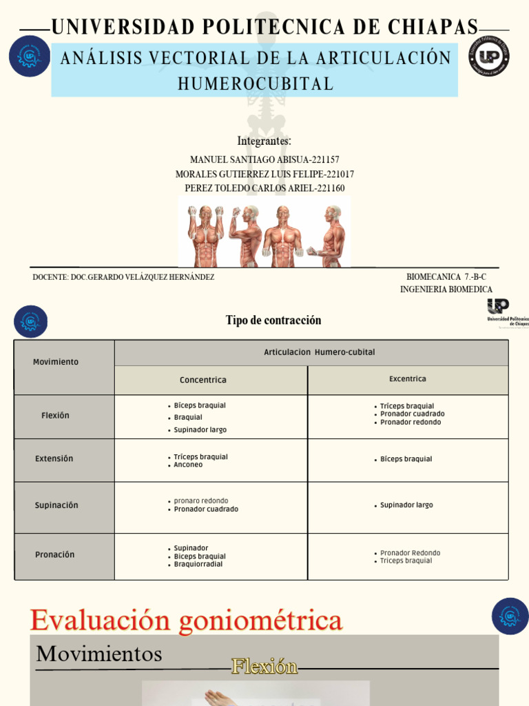 HumeroCubital_AnalisisVectorial_7°BC | PDF | Codo | Extremidades (anatomía)