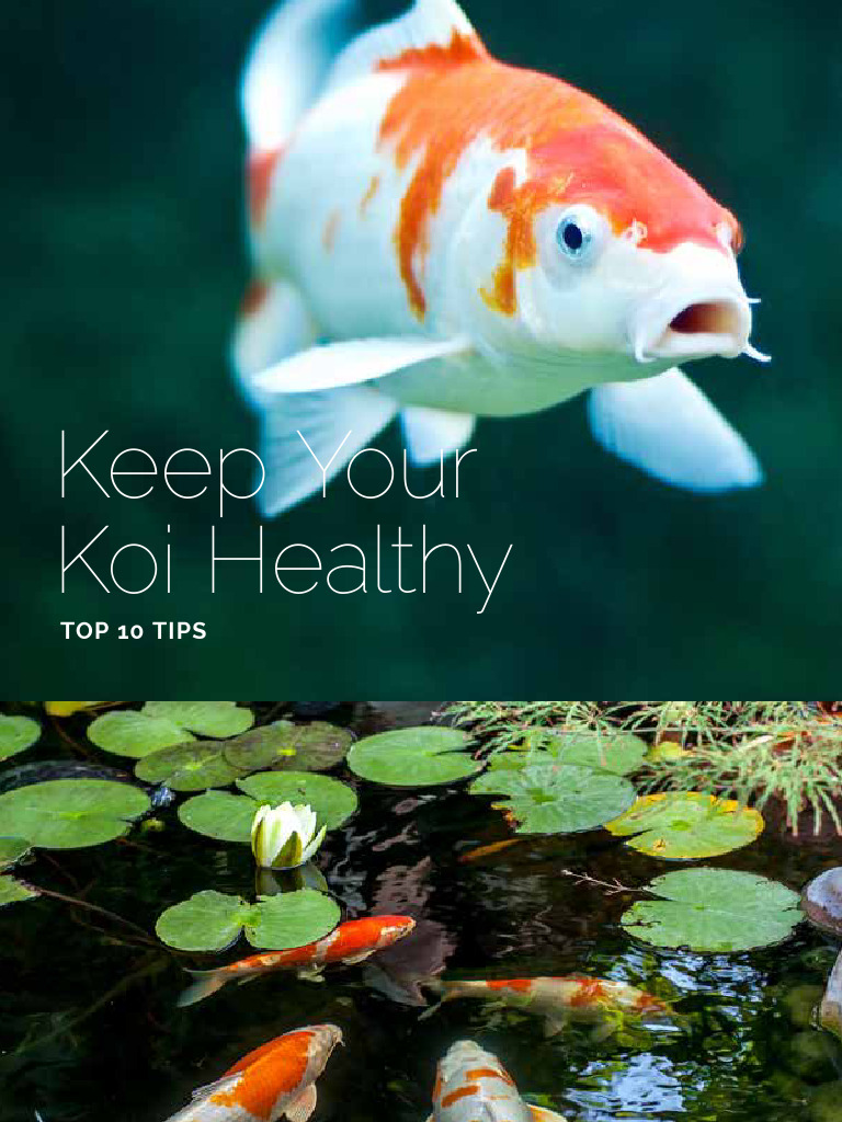 Koi Health | PDF | Nitrate | Water