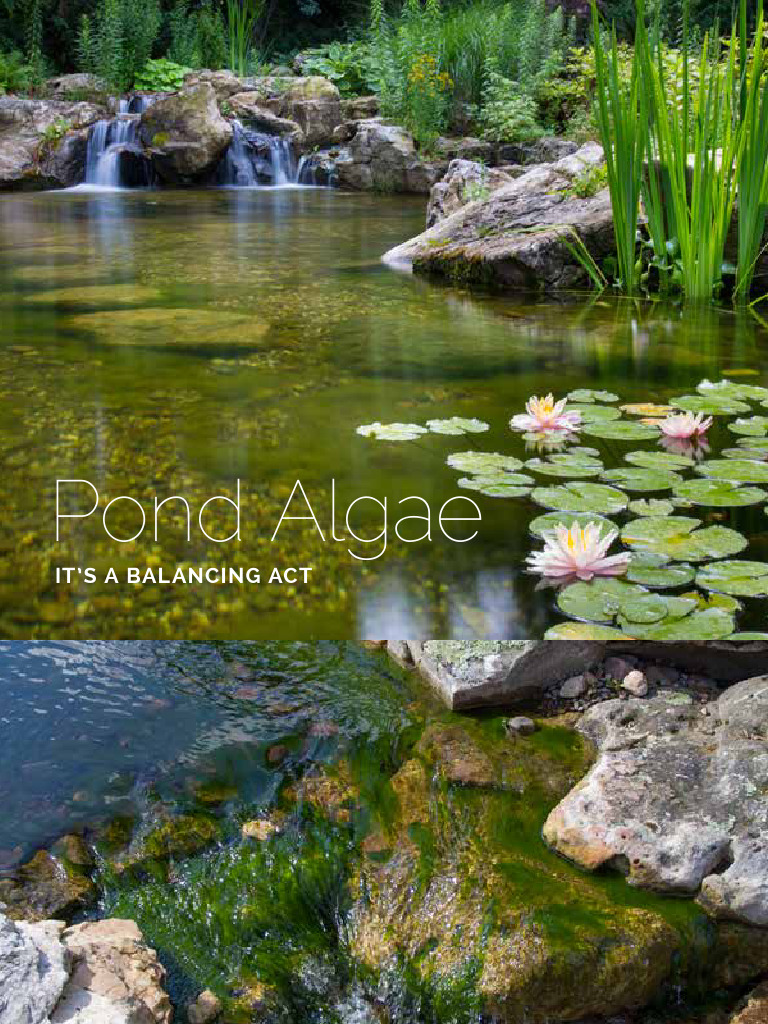 Pond-Algae | PDF | Water | Pond