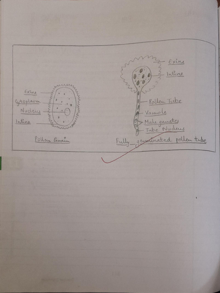 Biology Practical PDF 1 | PDF