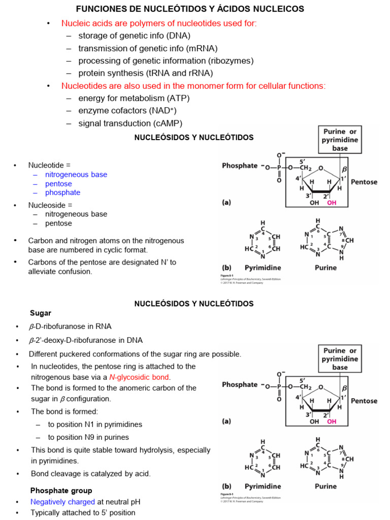 Tema 4. NucleÃ Tidos y Ã¡cidos Nucleicos. (2023) | PDF | Rna | Adn