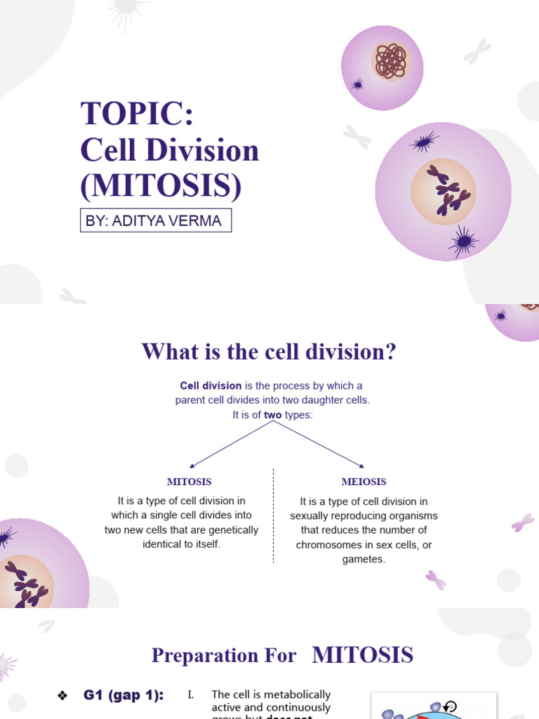 Cell Division | PDF | Mitosis | Cell (Biology)