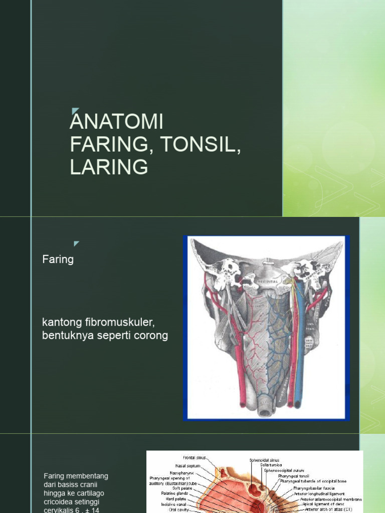 Anatomi Faring Tonsil Laring | PDF