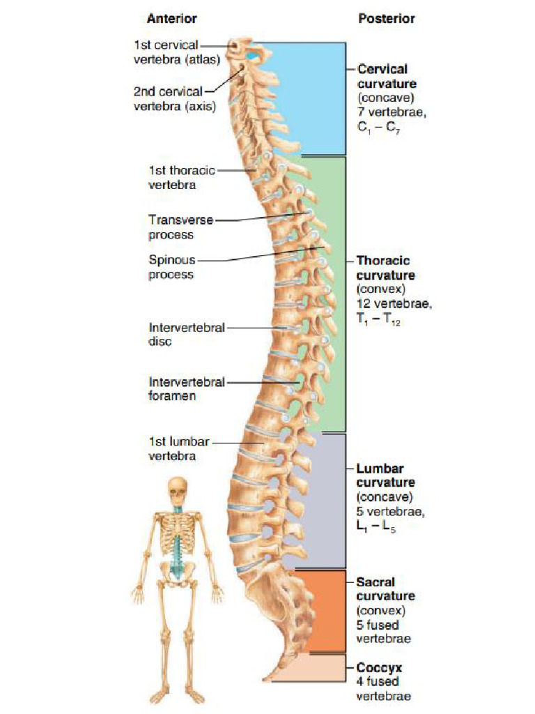 Vertebral Column | PDF