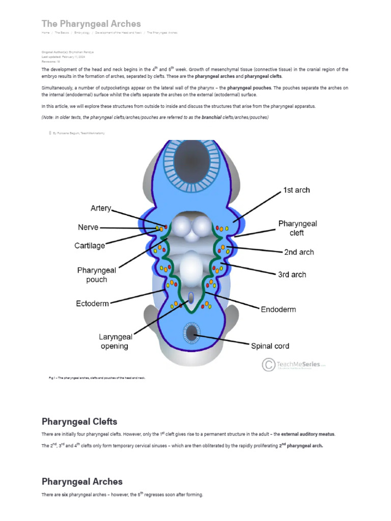 The Pharyngeal Arches - Clefts - Pouches - Embryology - TeachMeAnatomy ...