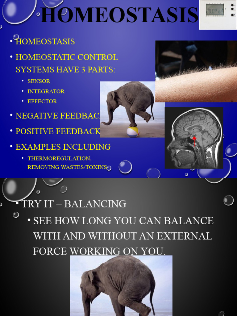 Homeostasis - HS SCIENCE | PDF | Homeostasis | Thermoregulation
