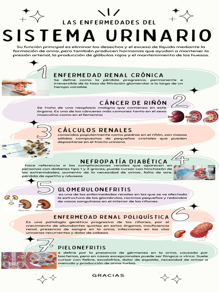 ANATOMIA SISTEMA URINARIO | PDF