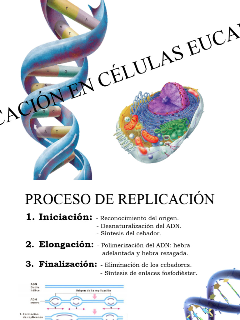 Replicación del ADN en Eucariotas | PDF