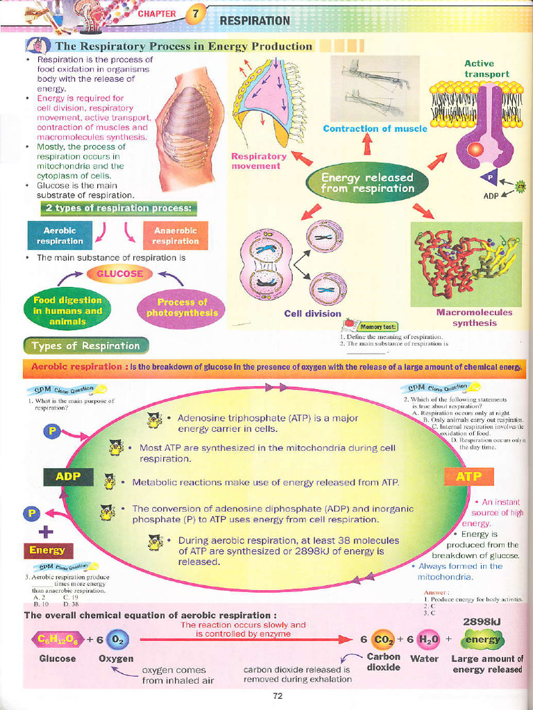 Chapt 7 Respiration | PDF | Cellular Respiration | Animal Physiology