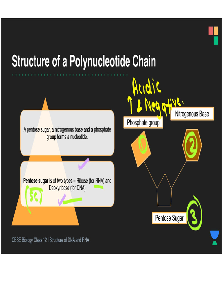 Mol Bio Yt Class Notes | PDF
