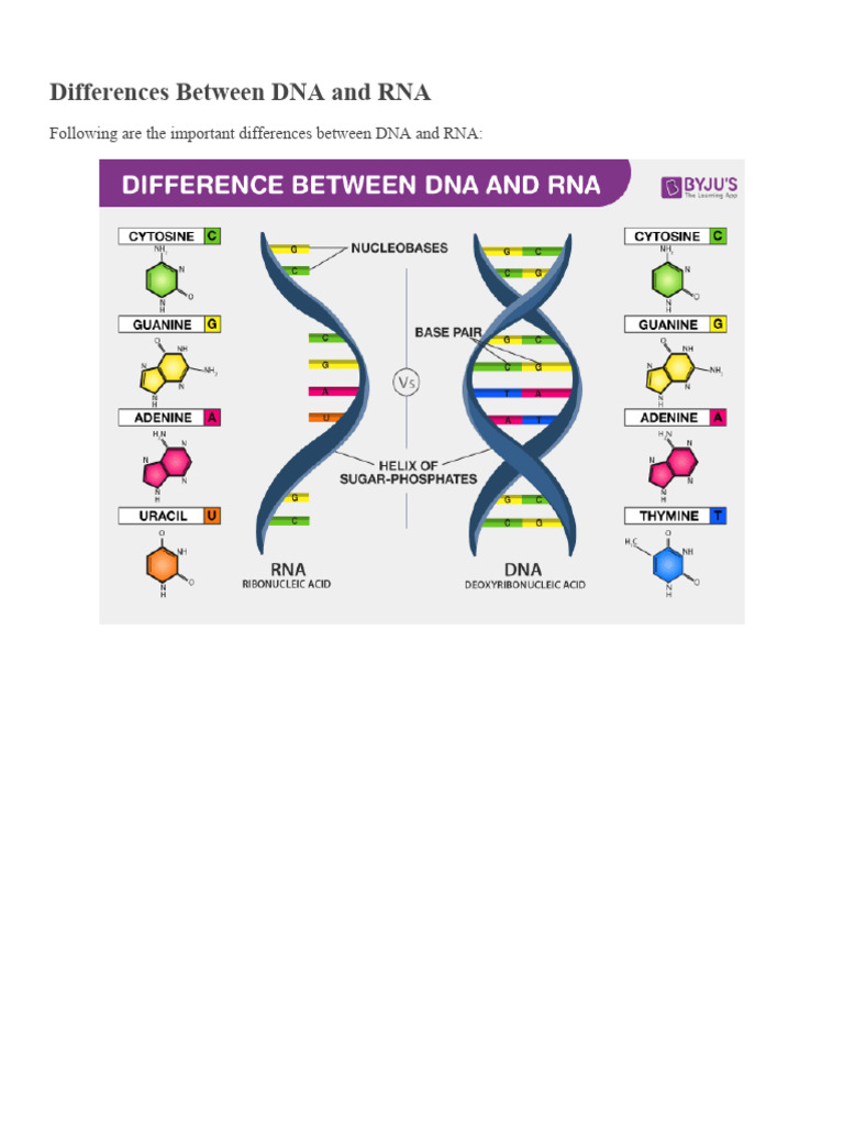 Differences Between DNA and RNA | PDF | Rna | Nucleic Acids
