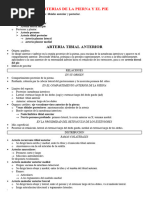 Anatomía de la Arteria Pedia del Pie | PDF | Pie | Dedo del pie
