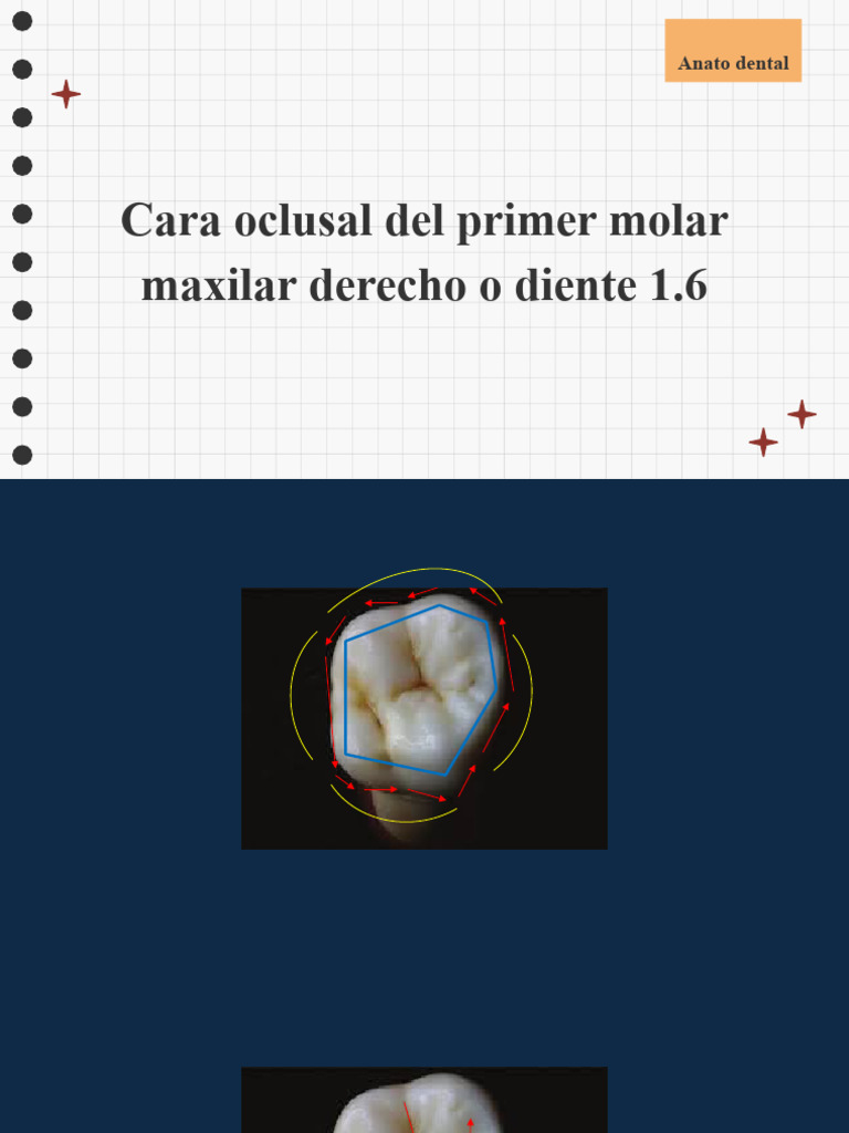 Primer Molar Maxilar Derecho Permanente | PDF
