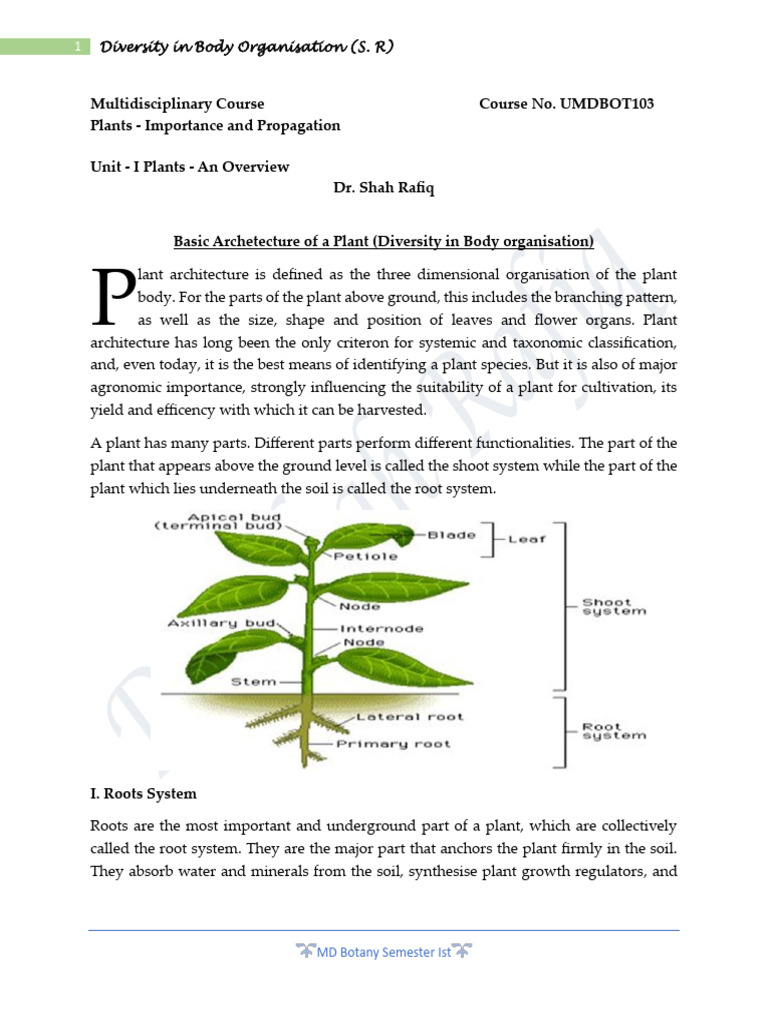 Plant Architecture and Its Functions | PDF | Seed | Leaf