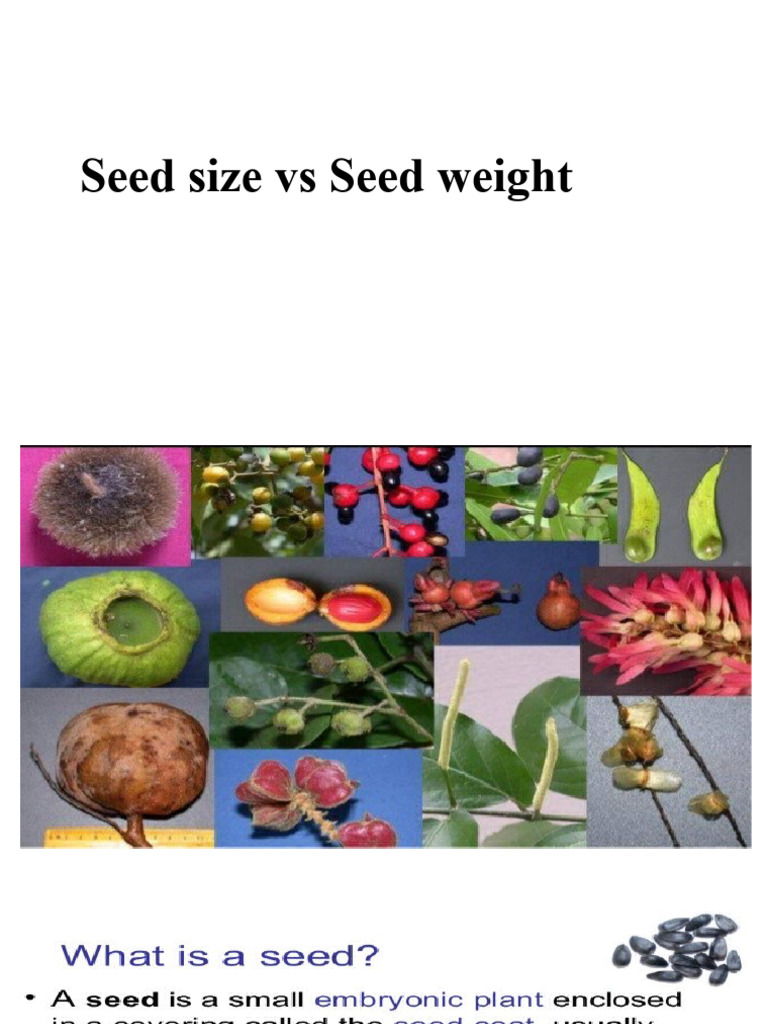 Seed Size and Weight Comparison | PDF | Seed | Nature
