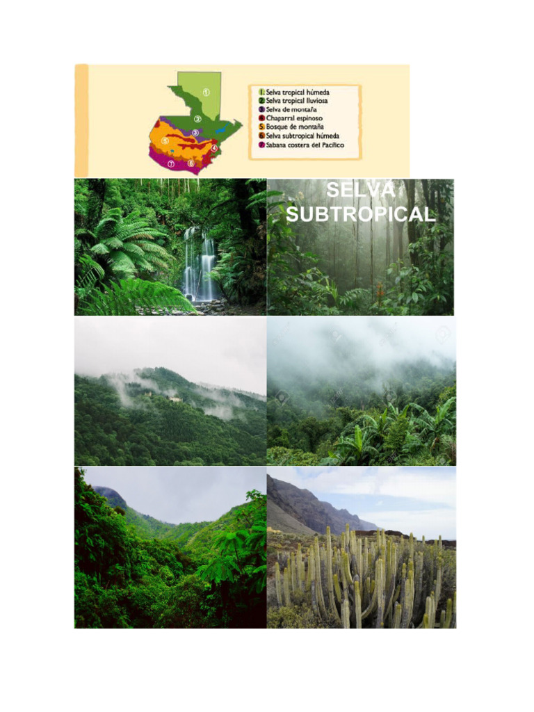 Biomas de Guatemala | PDF
