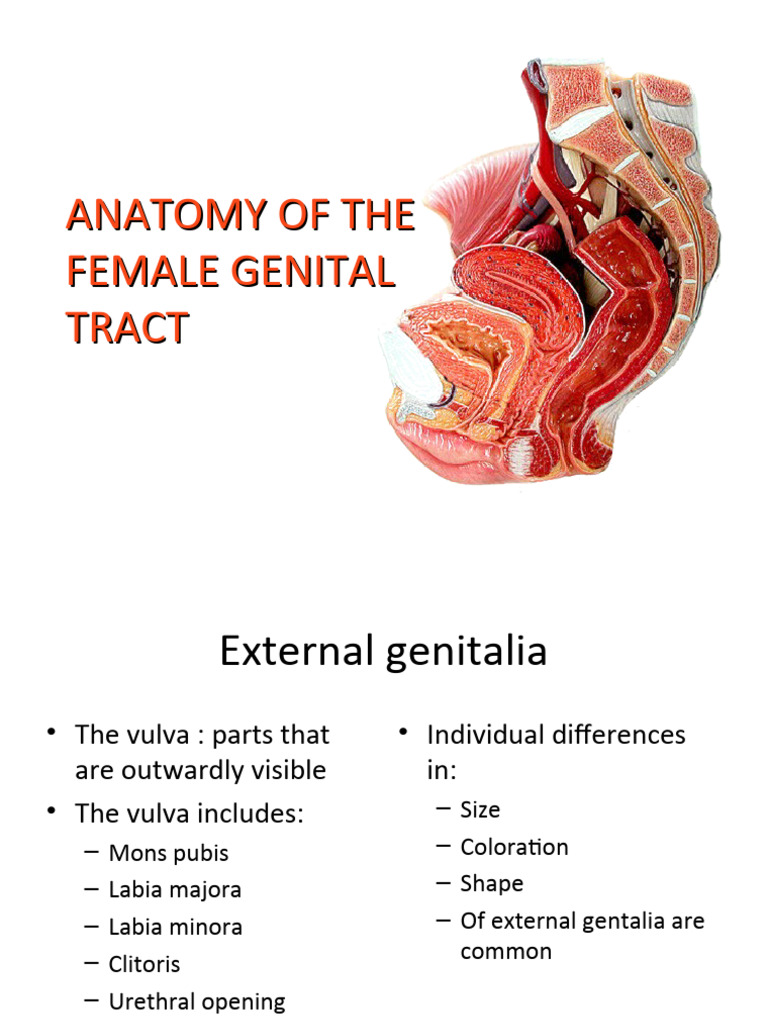 01 Anatomy Of Female Genital System Drosma Pdf Menstrual Cycle Ovary