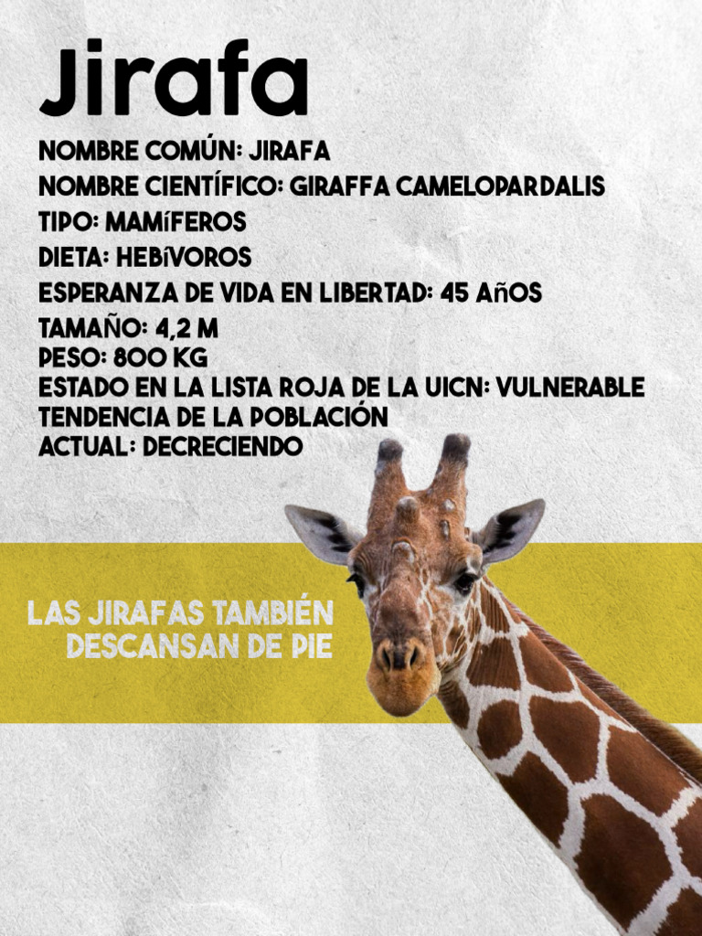 Jirafa | PDF