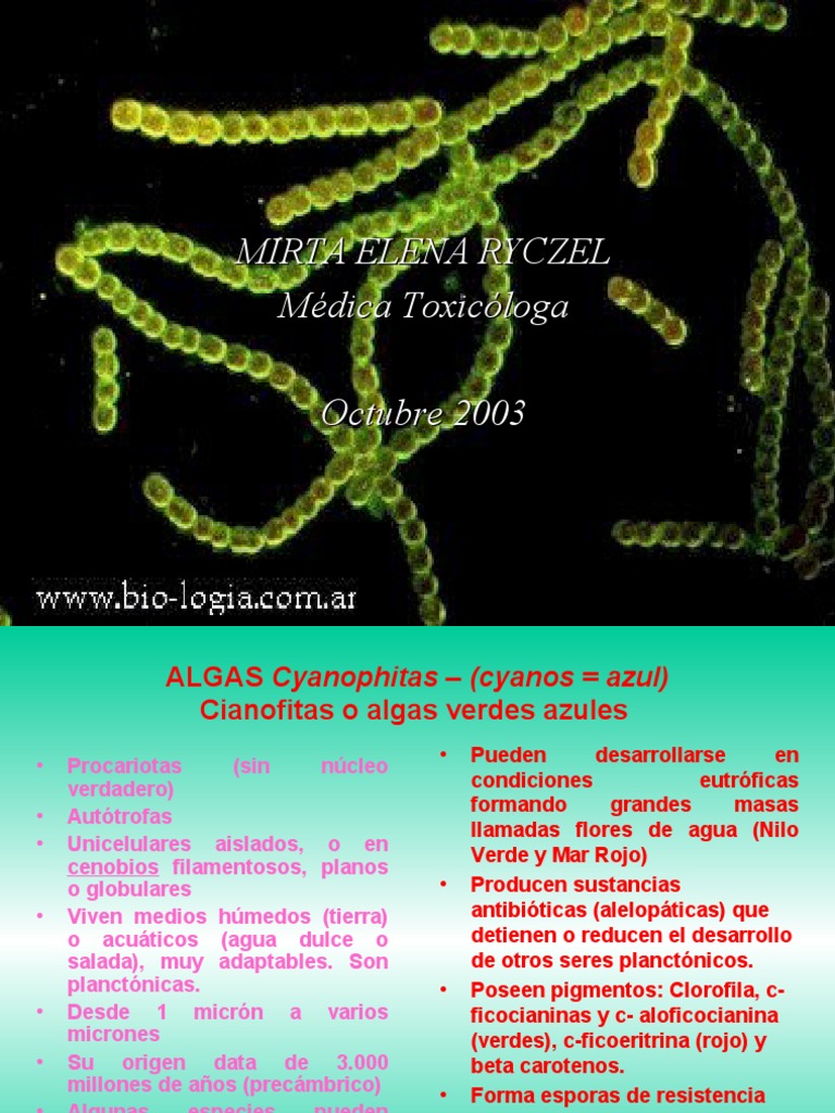 ALGAS CIANOFITAS | Algas | Ciencias de la tierra y de la vida