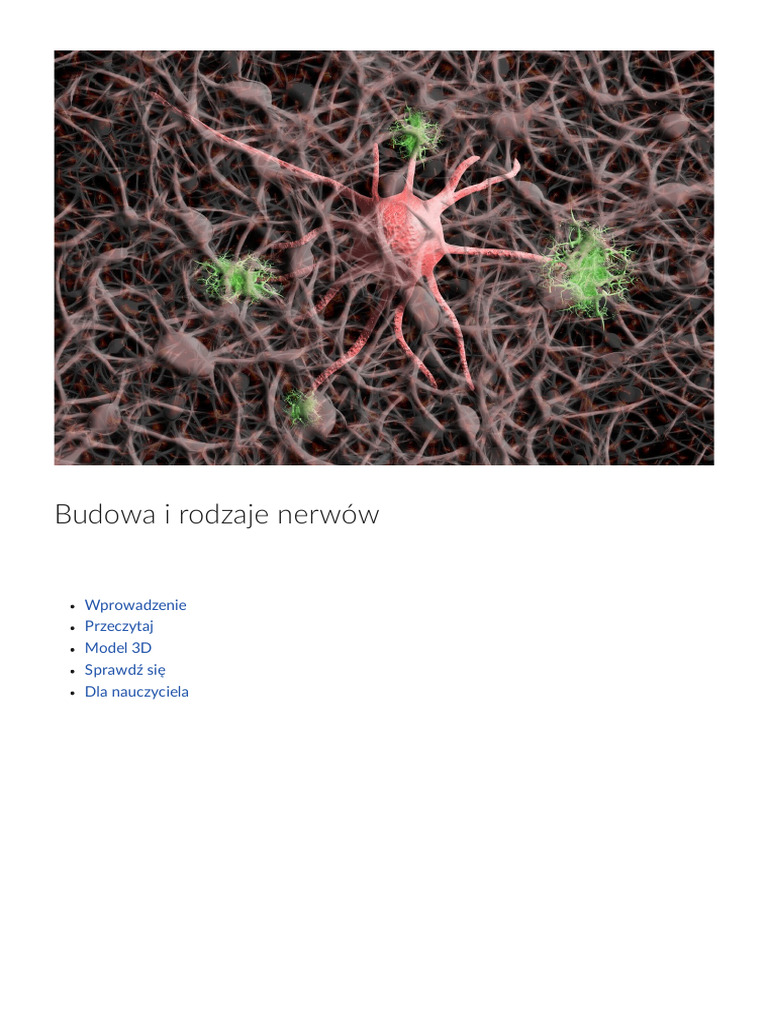 Budowa I Rodzaje Nerwow | PDF