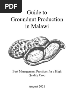 Zambia Groundnut Guide | PDF | Peanuts | Agriculture