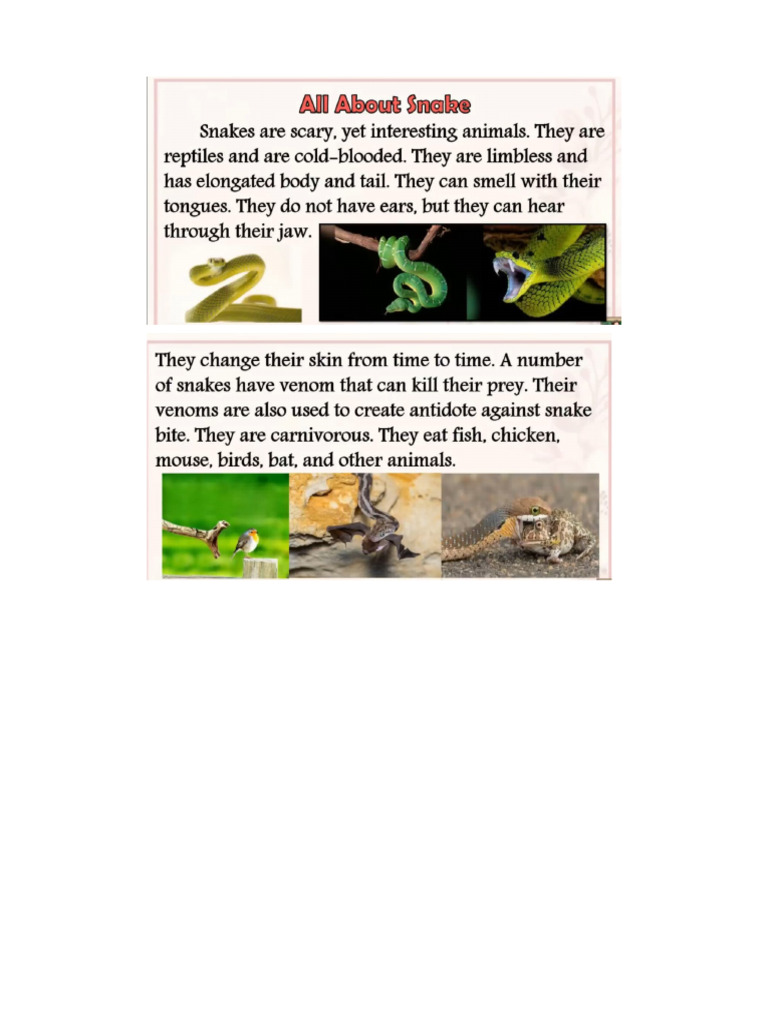 All About Snake | PDF