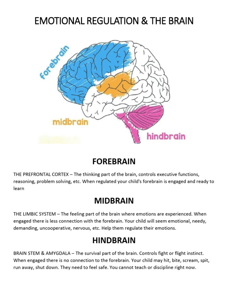 Emotional Regulation & The Brain: Forebrain | PDF