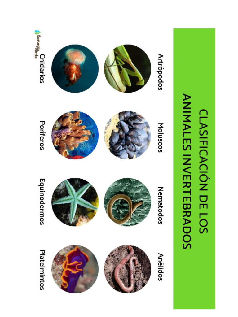 Clasificacion de Invertebrados | PDF