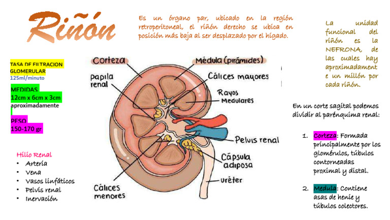 Anatomía del Riñón y su Función | PDF