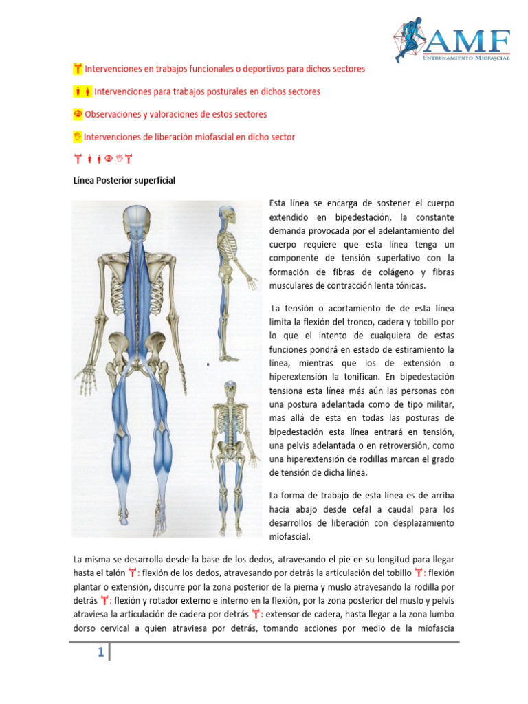 02 - Línea A-P | PDF | La columna vertebral | Hombro