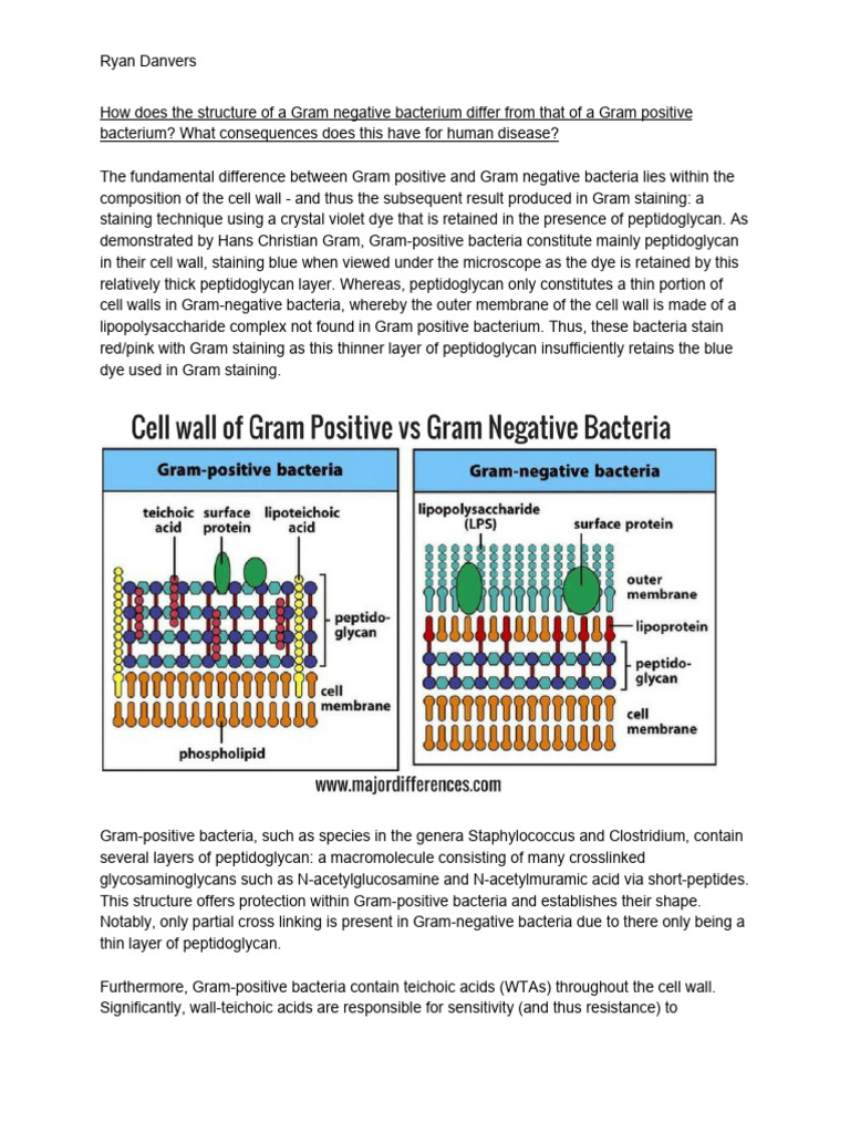 Gram Positive V Gram Negative | PDF | Gram Positive Bacteria | Bacteria