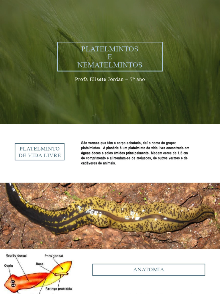 Platelmintos e Nematelmintos 2022 | Download grátis PDF | Organismos