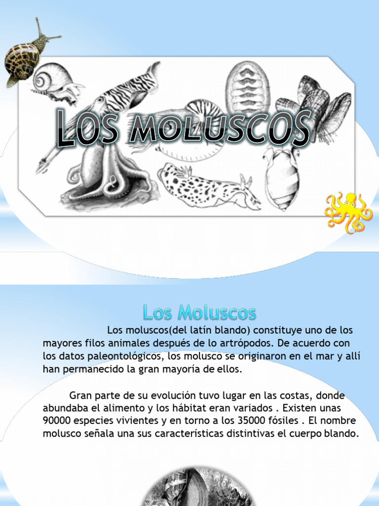 Moluscos Clase David | PDF | Moluscos | Bivalvia
