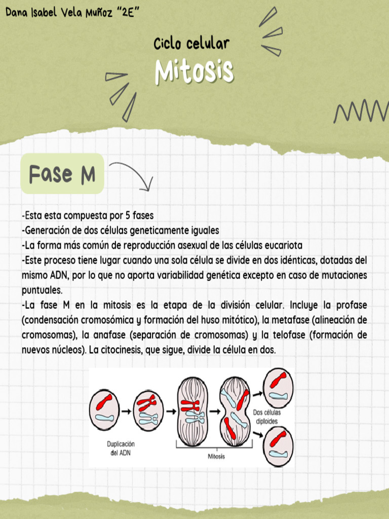 Ciclo celular - Mitosis | PDF | Mitosis | Cromosoma