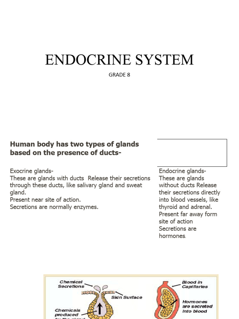 8 Endocrine System | PDF | Endocrine System | Pancreas