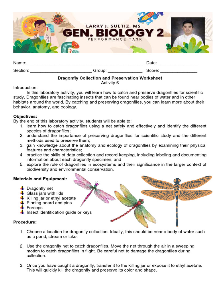 Activity 6 Dragonflies | PDF | Dragonfly | Information